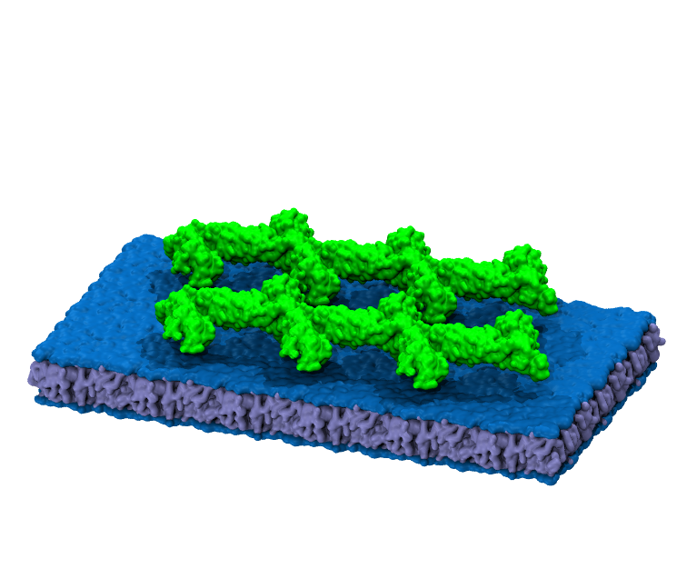 How to make images for publication using VMD - Computational Biophysics ...