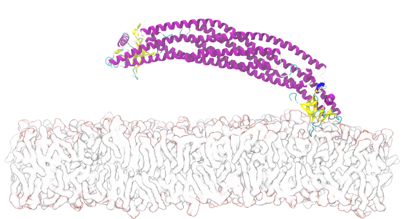 How to make images for publication using VMD - Computational Biophysics ...